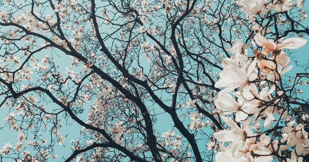 C'est le printemps ! | Culturethèque de Institut Français